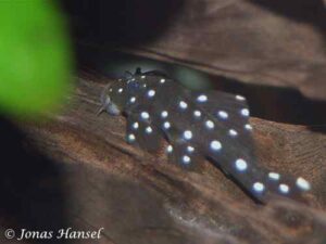 Baryancistrus sp. - Big White Spot Pleco - L142 - AquaInfo