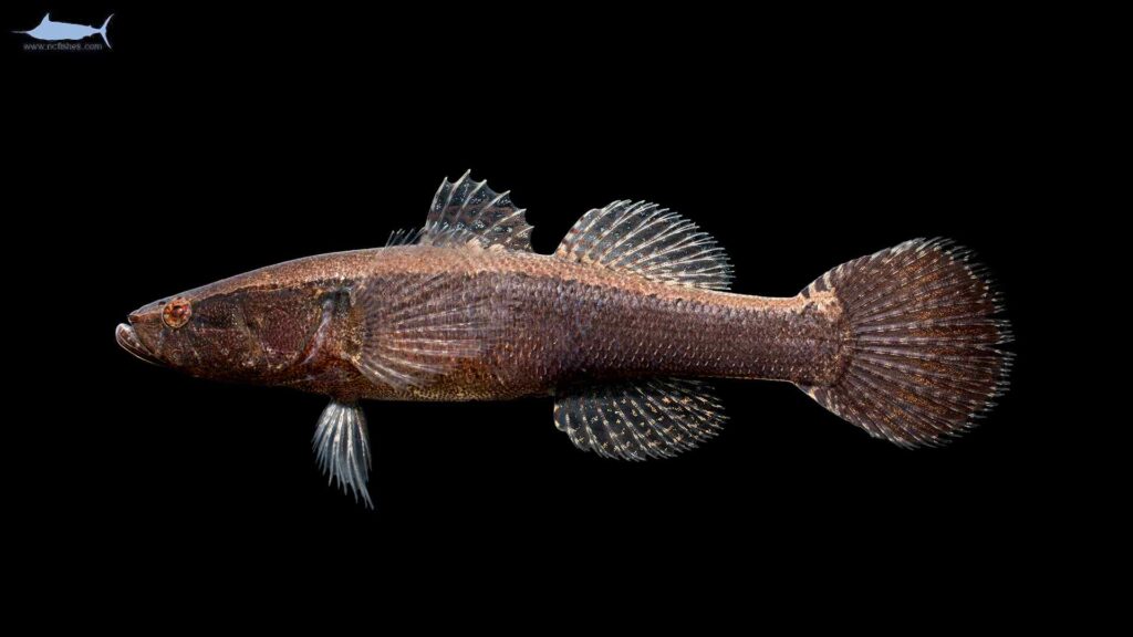 Gasterosteus aculeatus - Driedoornige Stekelbaars - AquaInfo