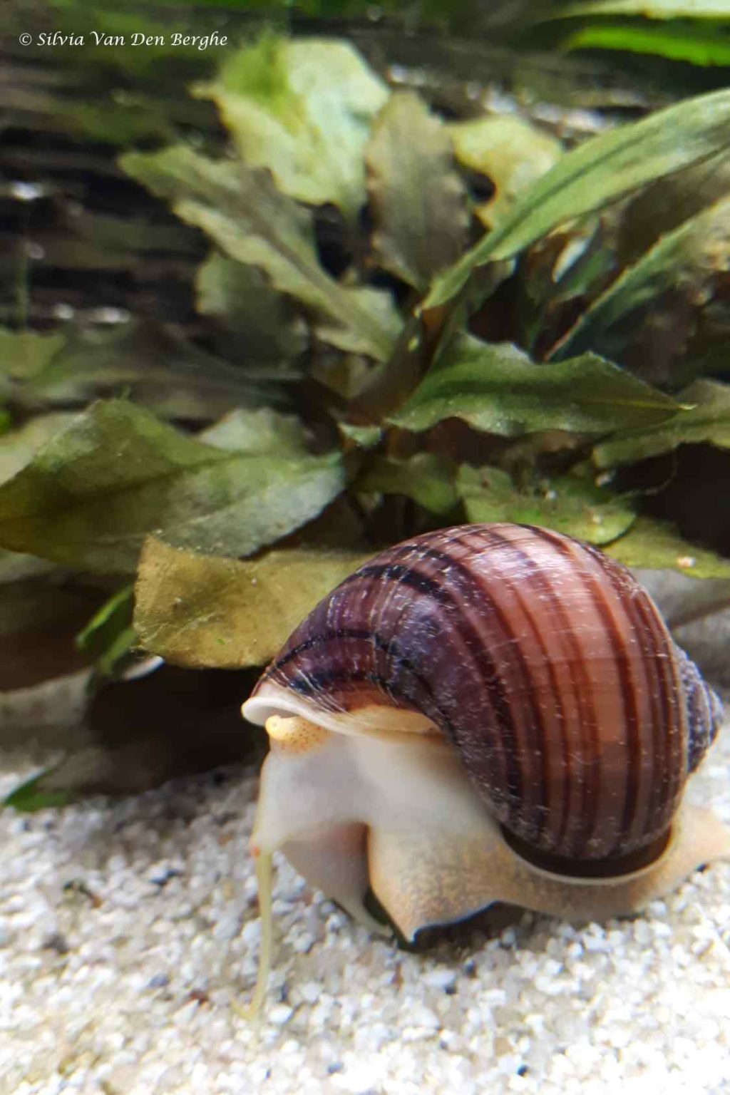 The Ultimate Guide to Snail Eggs in the Aquarium: Identification ...