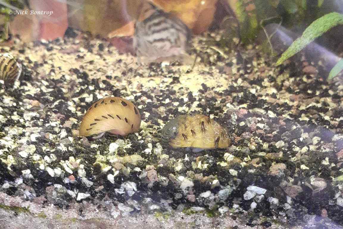 The Ultimate Guide to Snail Eggs in the Aquarium: Identification ...
