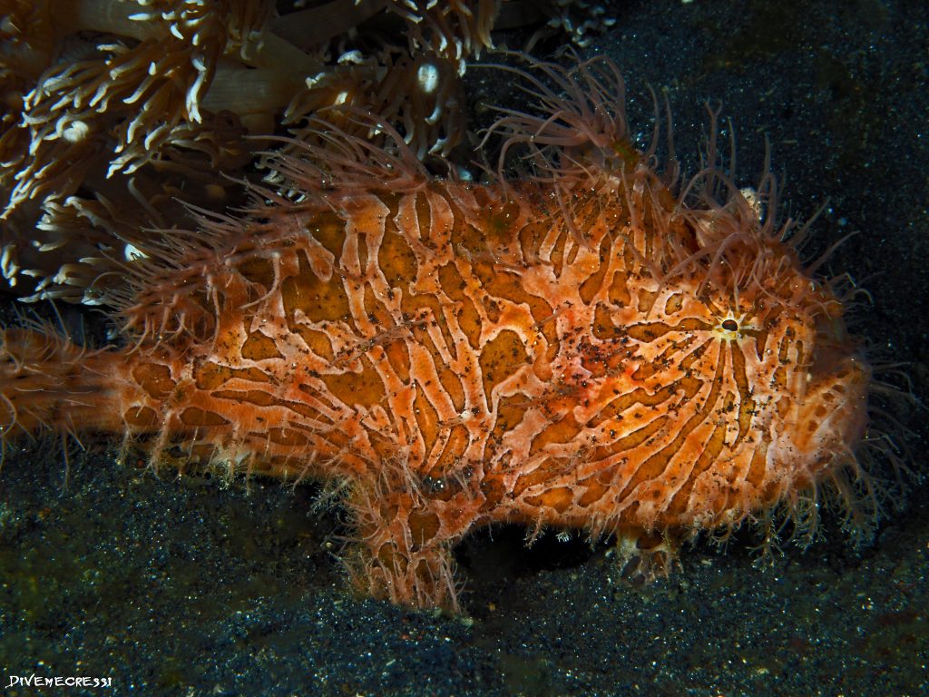 Antennarius hispidus, Shaggy Angler - AquaInfo