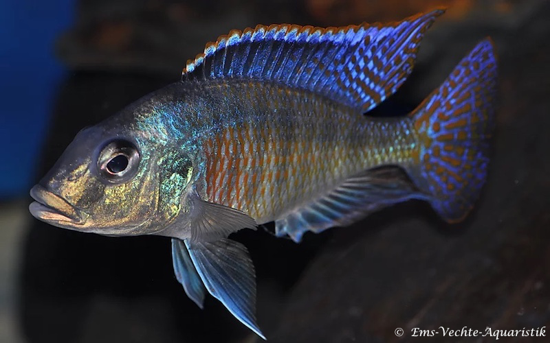 Mylochromis sphaerodon - AquaInfo