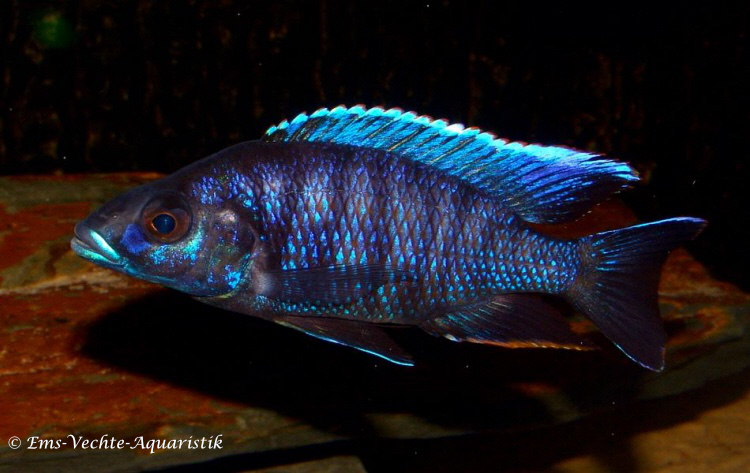 Otopharynx walteri - AquaInfo