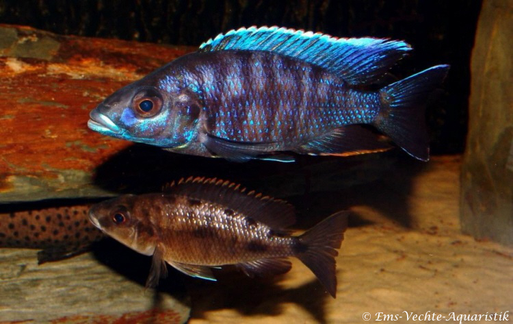 Otopharynx walteri - AquaInfo