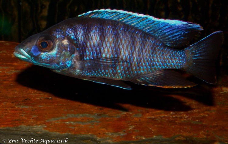 Otopharynx walteri - AquaInfo