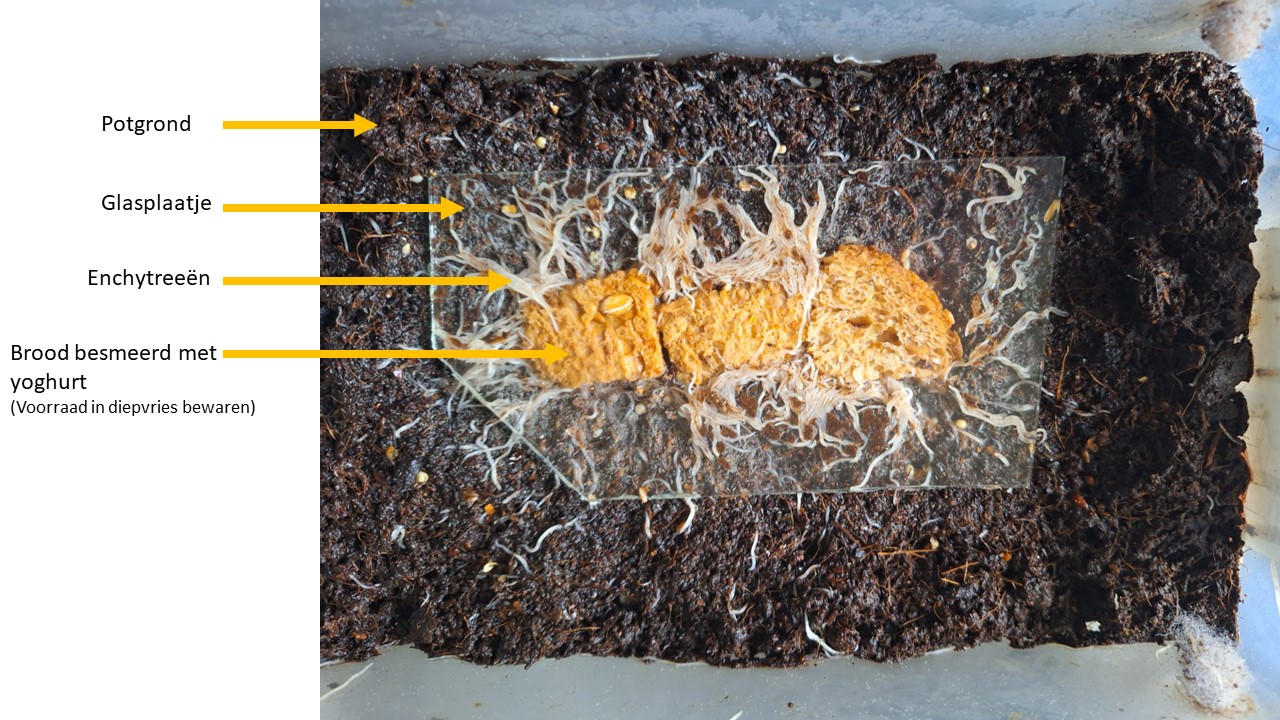 Breeding the Cardinal Tetra - AquaInfo