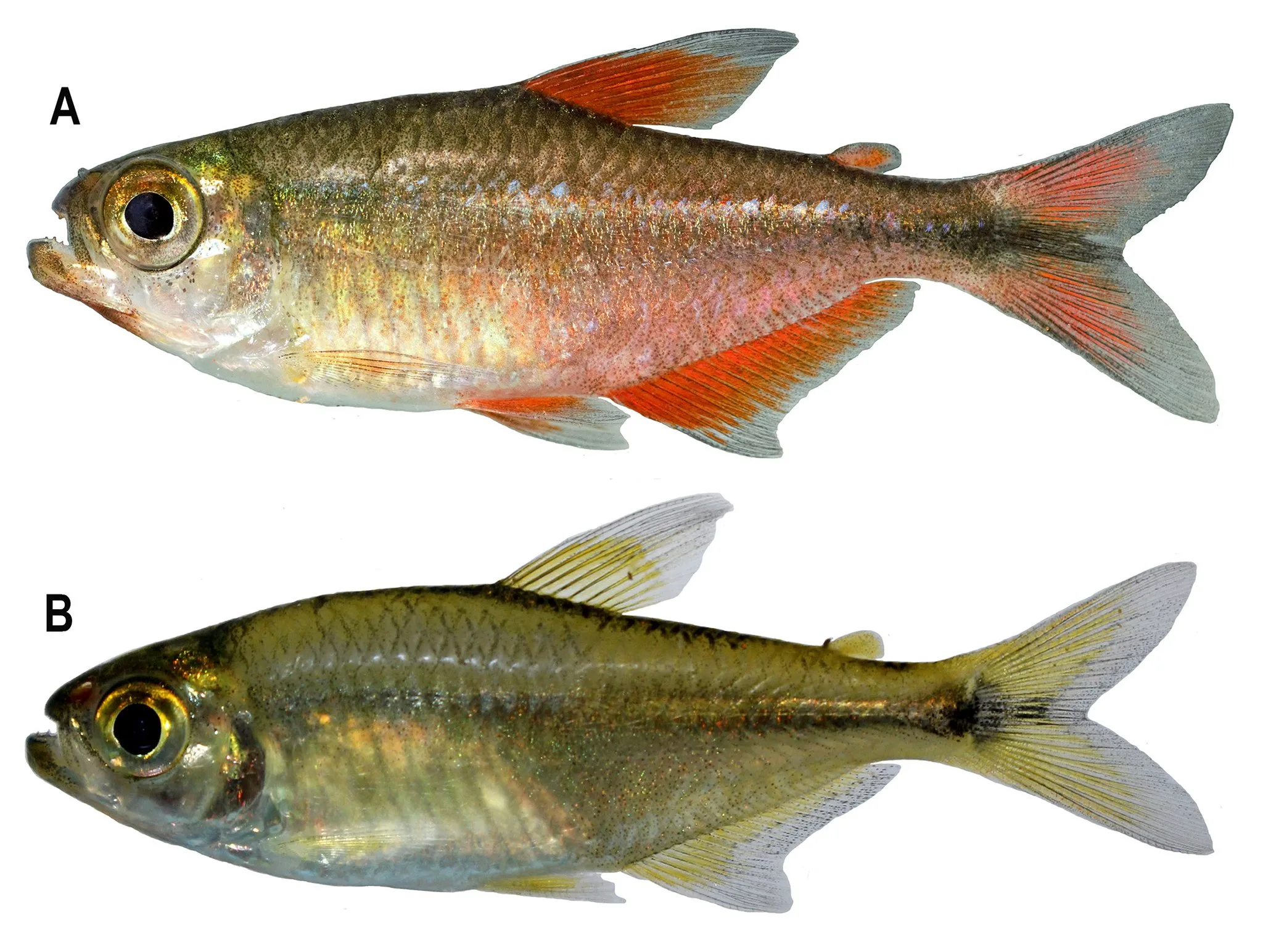 New species: Moenkhausia aurora - AquaInfo