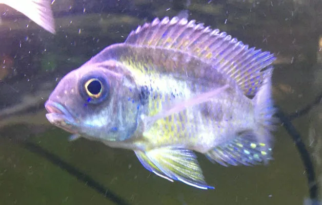 10.4. Fish Tuberculosis - AquaInfo