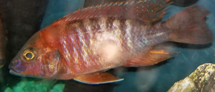 10.3.1. Skin Ulcers in Aquarium Fish - AquaInfo