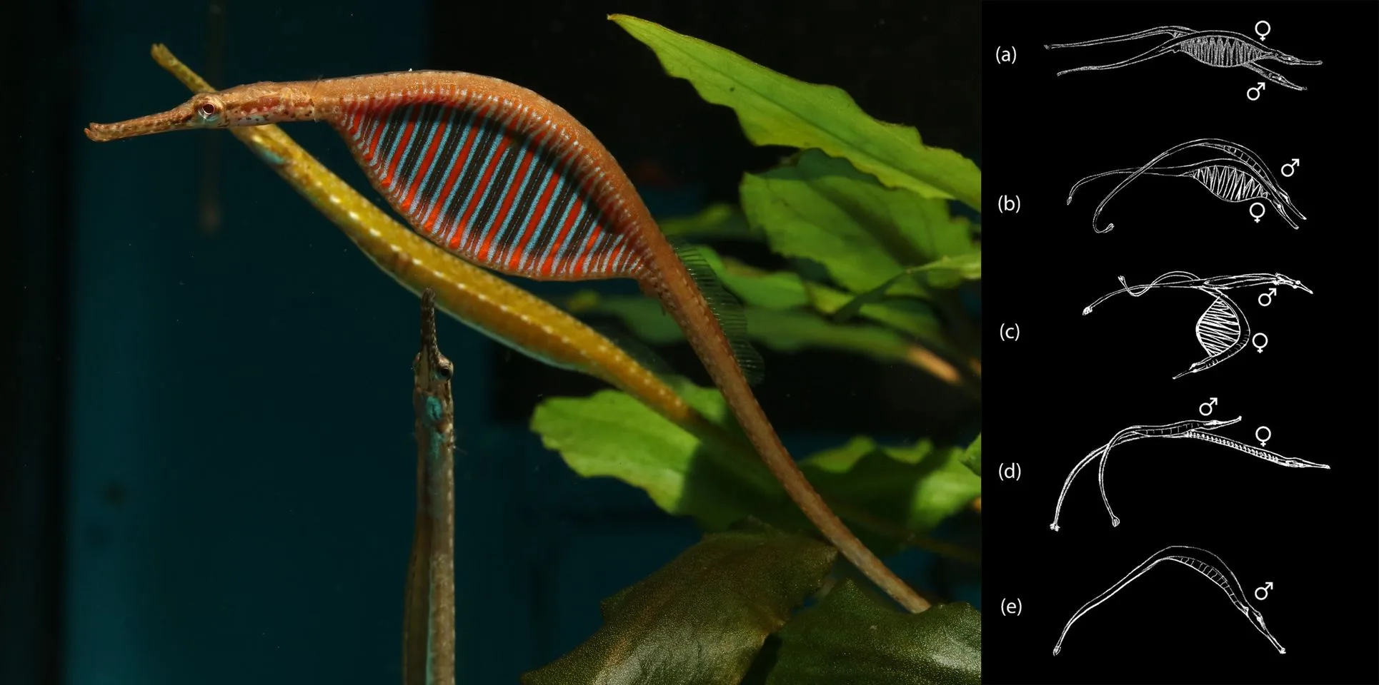Research: Observations on the courtship behaviour of Deocata Pipefish ...