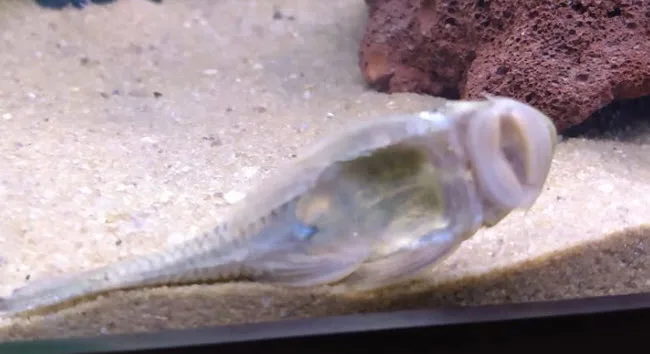 11.5. Hollow Belly - AquaInfo