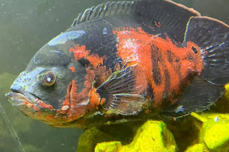 11.14. Scaly Skin on a Fish - AquaInfo