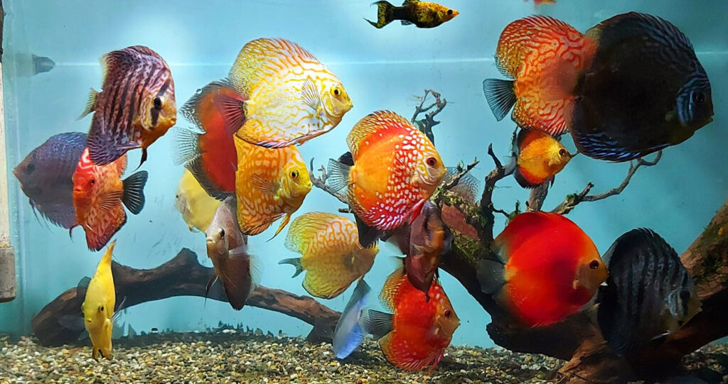 Discus Color Variations Guide: Ultimate Tips for Vibrant Fish Colors ...