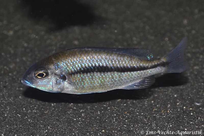 Protomelas annectens - AquaInfo