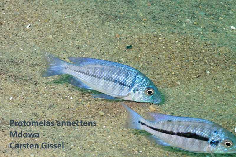 Protomelas annectens - AquaInfo